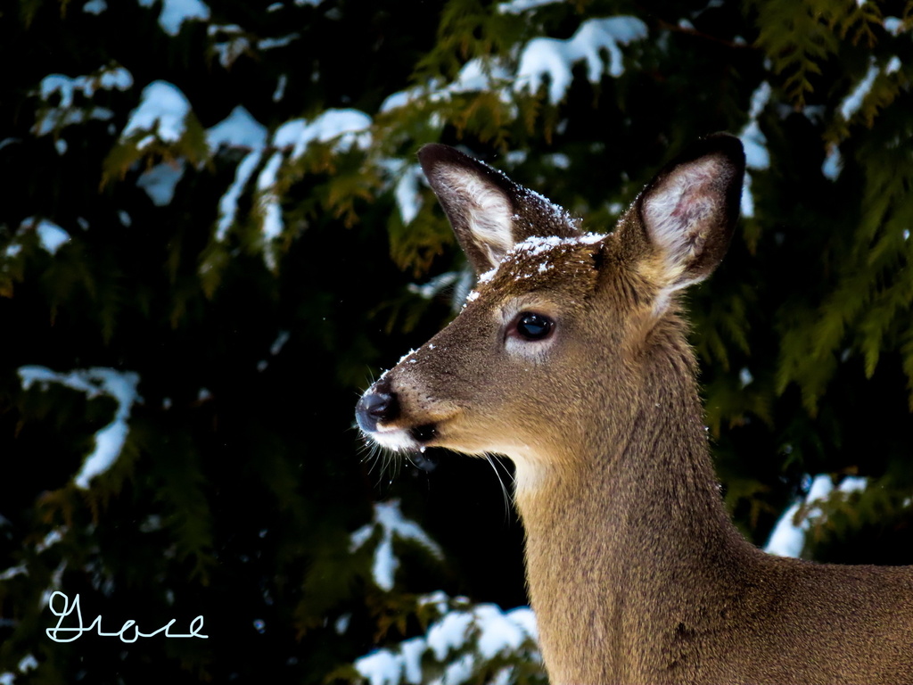 White-tailed Deer from W Montgomery St, Baltimore, MD, US on December ...