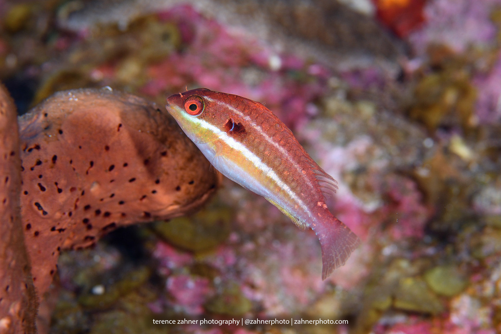 Redband Parrotfish from Saba, Caribbean Netherlands on March 20, 2019 ...
