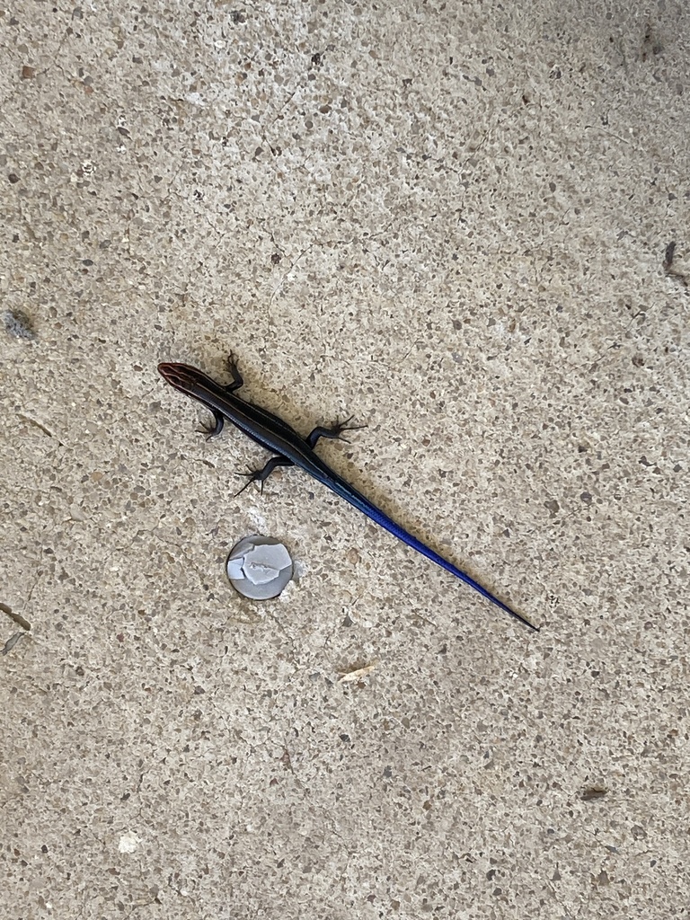 Southeastern Five-lined Skink from Oleander Dr, Wilmington, NC, US on ...