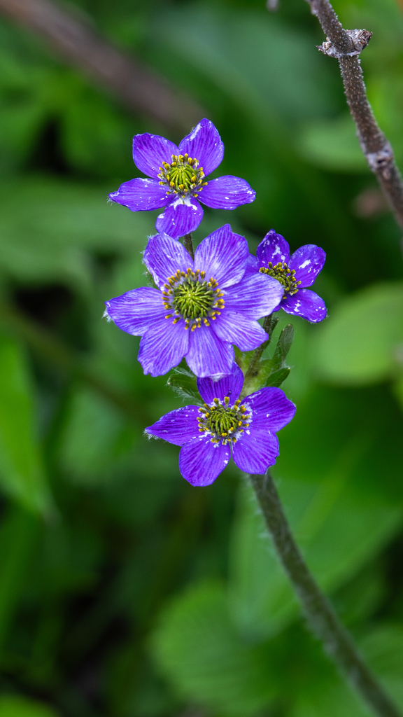 Floppy Himalayan Anemone from 中国四川省阿坝藏族羌族自治州阿坝县 on June 23, 2024 at 03: ...