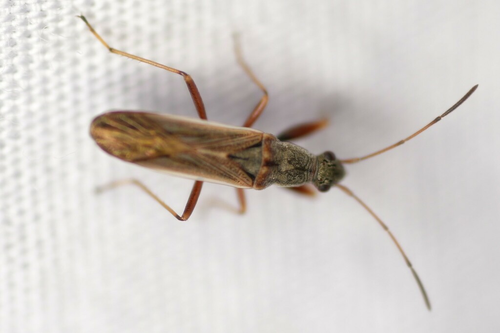 Paromius longulus from South Baton Rouge, Baton Rouge, LA, USA on ...