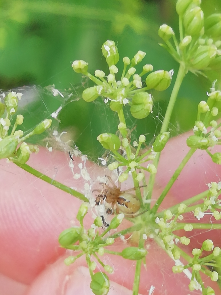 Banded Comb-Footed Spider from 73043 Copertino LE, Italia on June 20 ...
