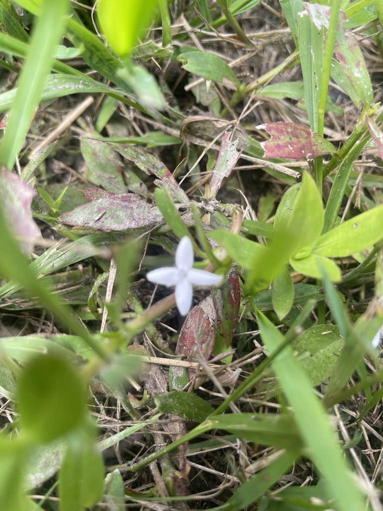 buttonweed from Ouachita National Forest, Waldron, AR, US on August 30 ...