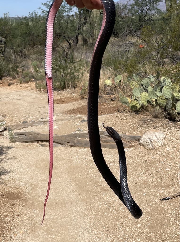 Coachwhip in August 2024 by dstathis · iNaturalist