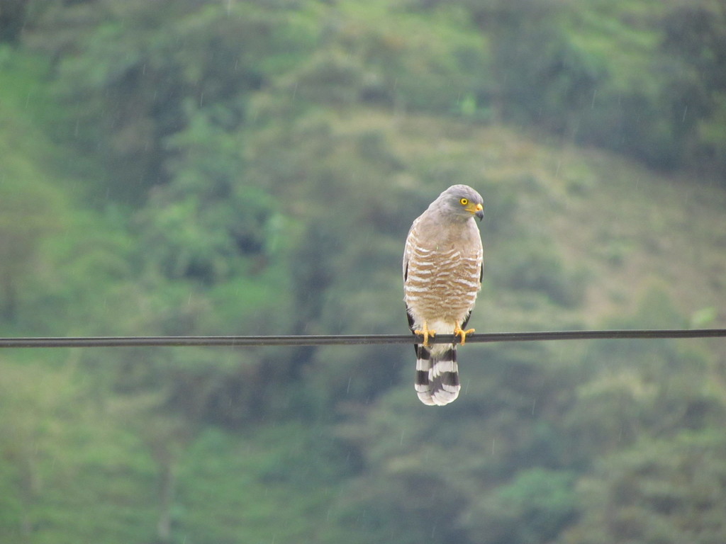 Gavilan caminero (Aves Universidad Tecnologica de Pereira ...