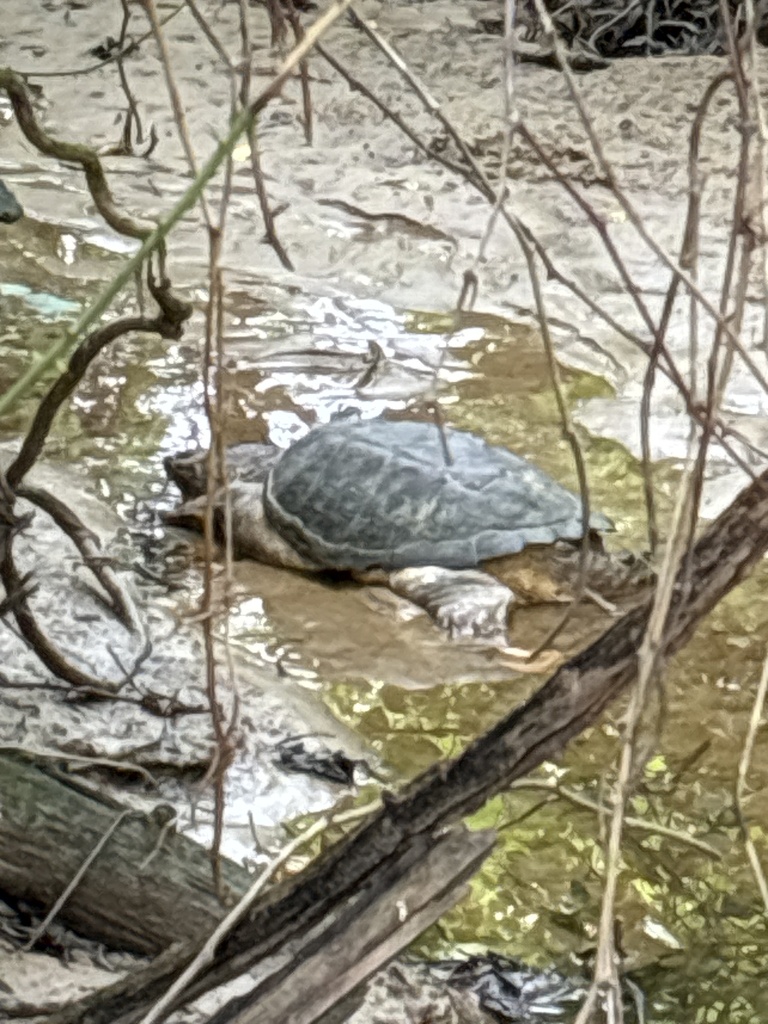 Common Snapping Turtle from Terrapin Nature Park, Stevensville, MD, US ...