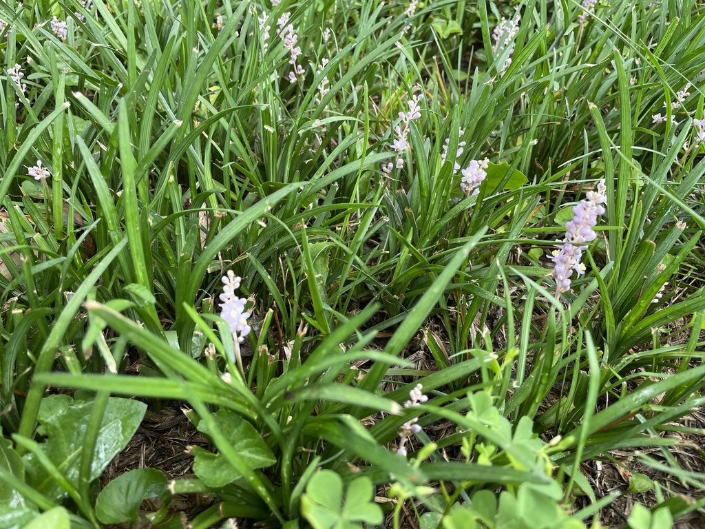 Dwarf Lily-turf from Highland Dr, Silver Spring, MD, US on August 30 ...