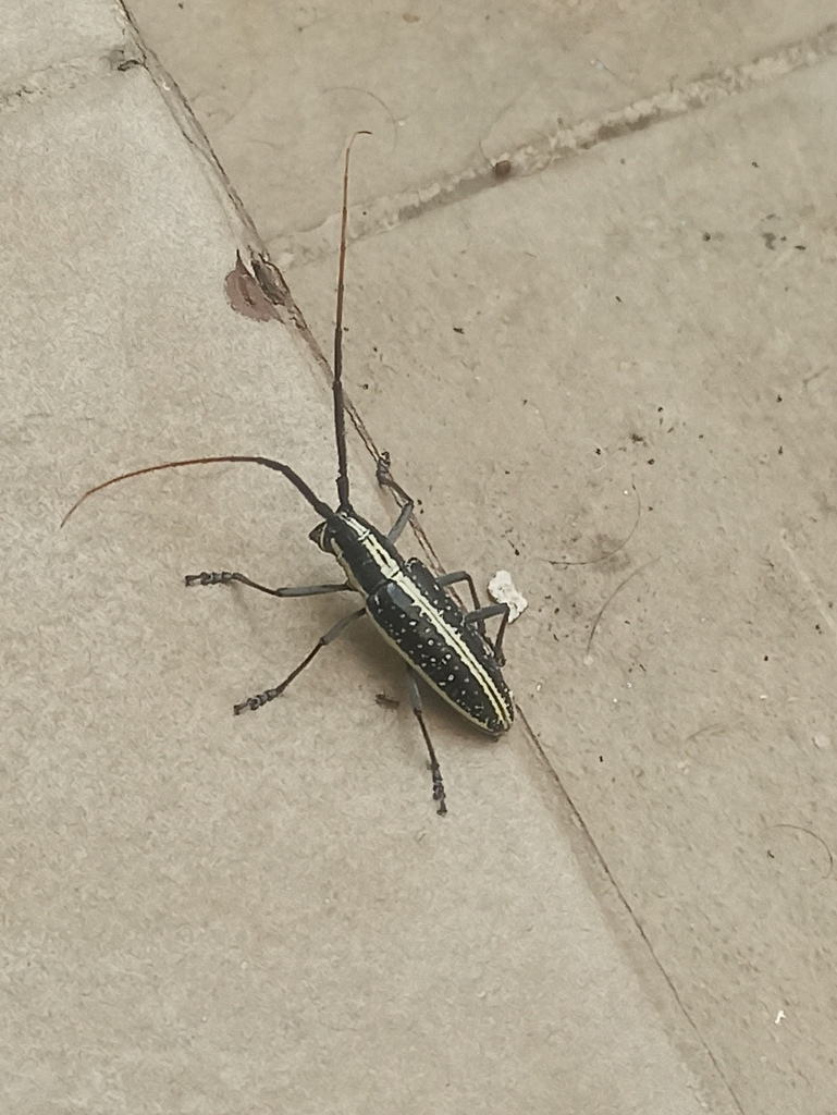 Ptychodes politus from Cdad. Guzmán, Jal., México on August 30, 2024 at ...