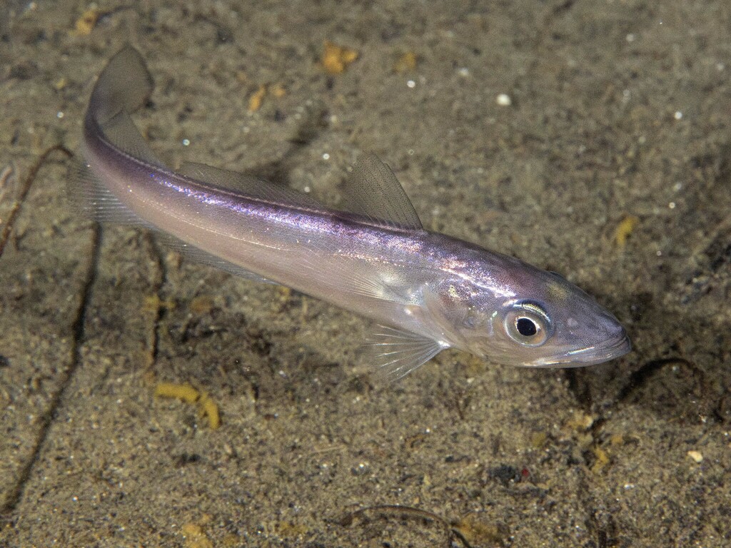 Pacific Hake from Los Angeles County, CA, USA on August 28, 2024 at 09: ...
