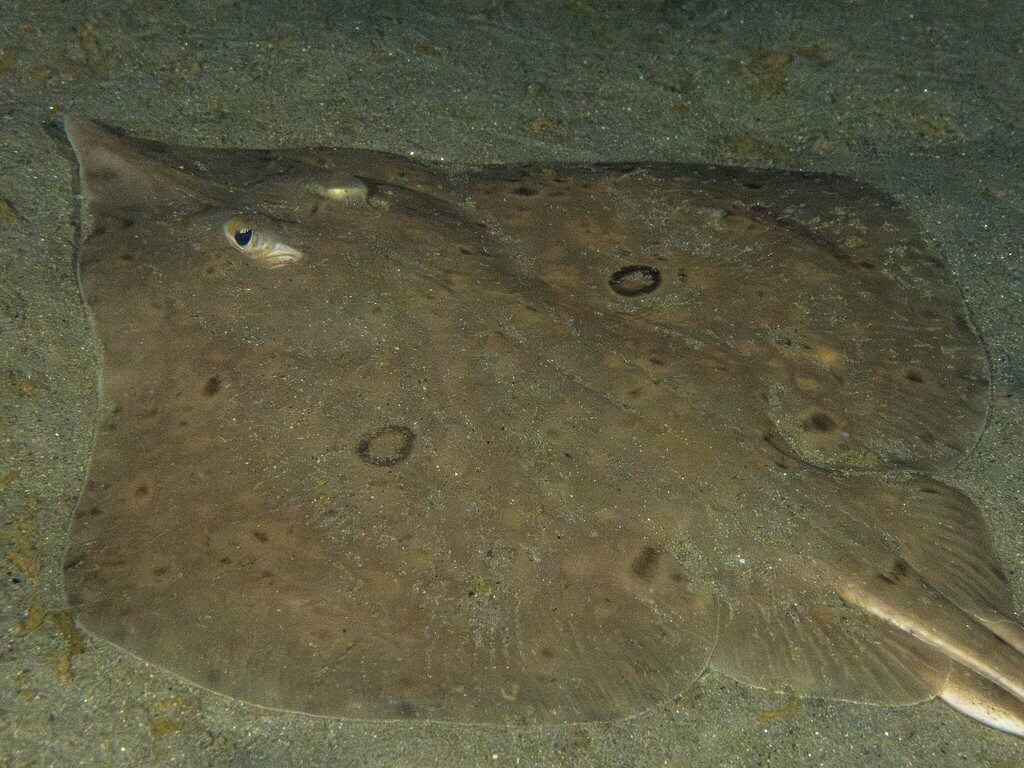 California Skate (Caliraja inornata) - Marine Life Identification
