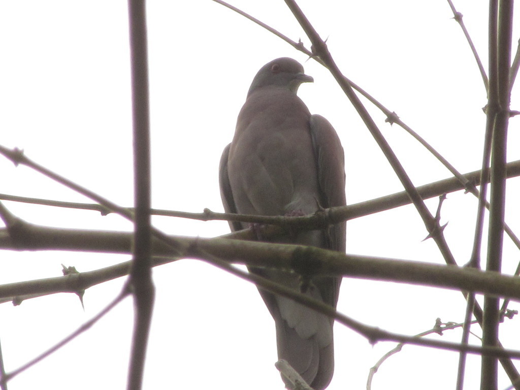 Torcaza colorada (Aves Universidad Tecnologica de Pereira ...