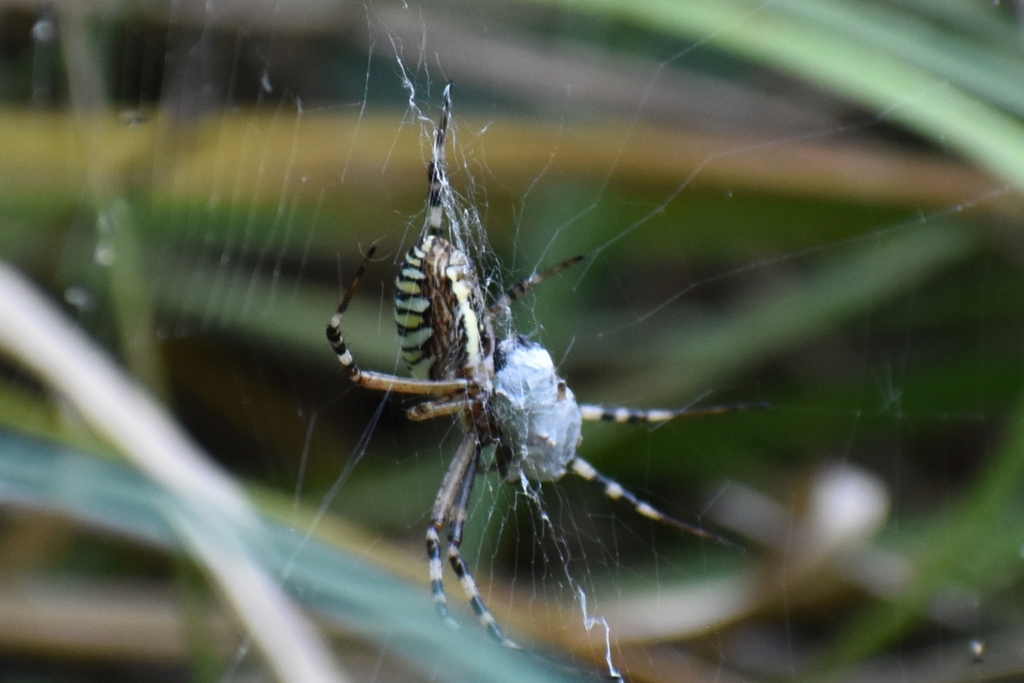 Wasp Spider from Slidy, Vinnytsia Oblast, Ukraine, 24035 on August 30 ...