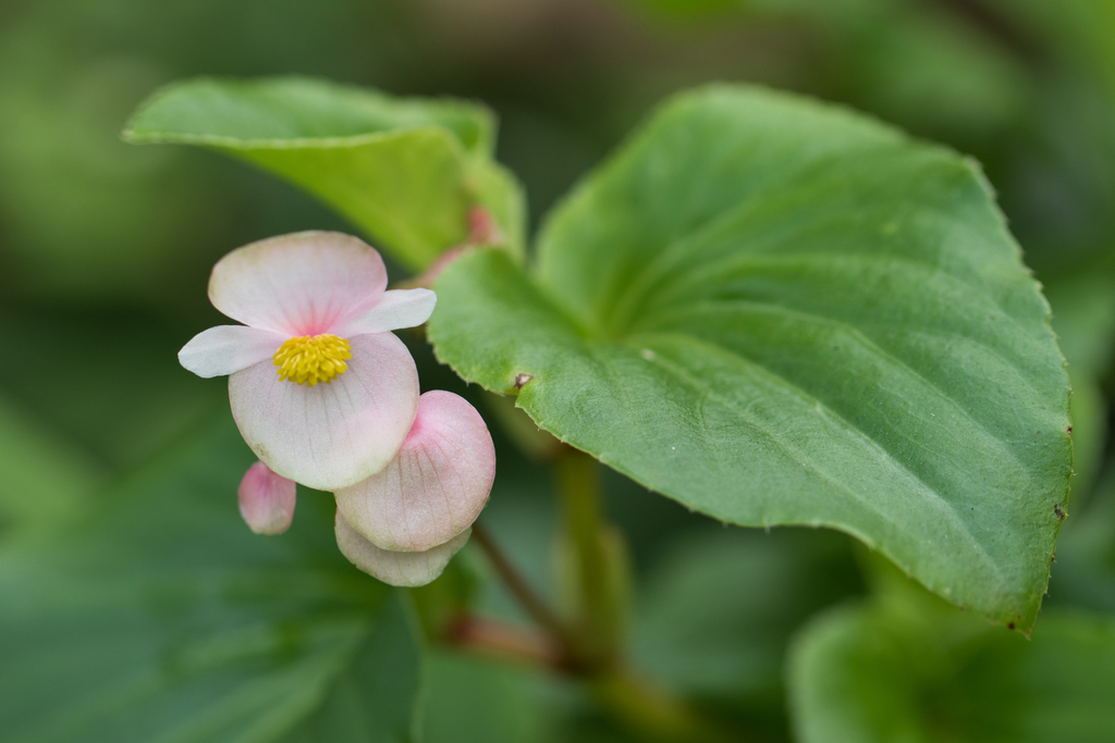 Wax begonia from São João do Polêsine - RS, Brasil on August 30, 2024 ...