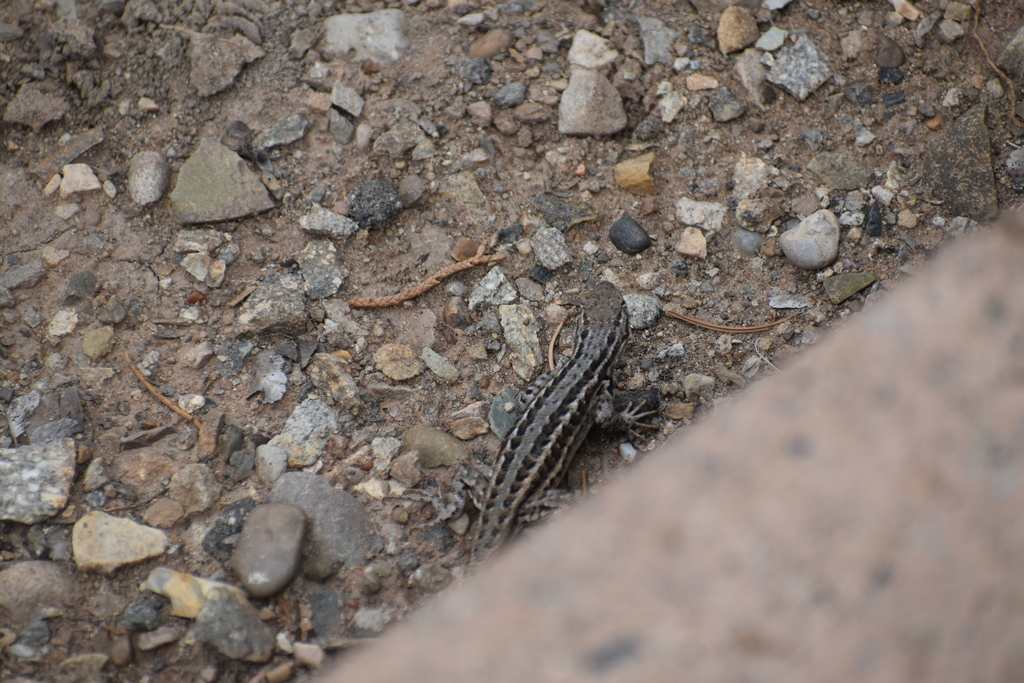 Common Sagebrush Lizard from Montezuma County, CO, USA on August 17 ...