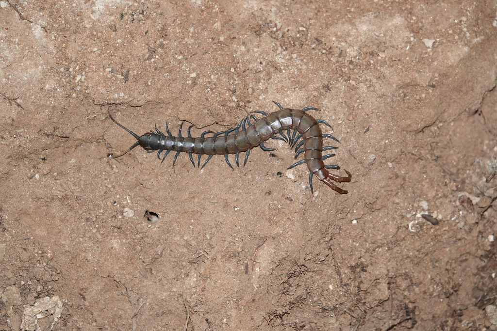 African Giant Centipede from CQJ3+J4C Rukinga Wildlife Sactuary ...