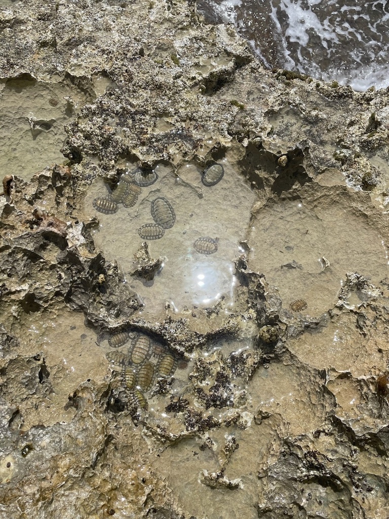 West Indian Green Chiton from North Atlantic Ocean on May 20, 2024 at ...