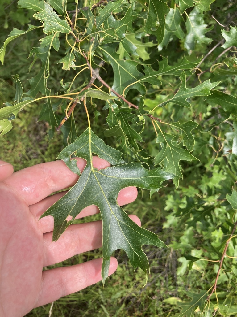 northern pin oak from Ottawa National Forest, Baraga, MI, US on August ...