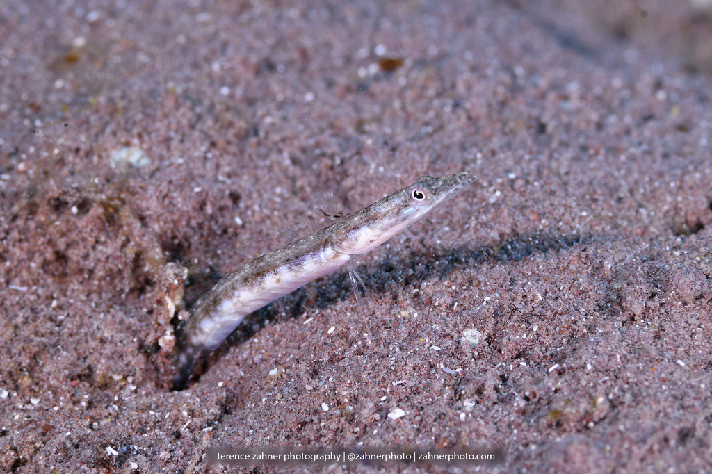 Yellowface pikeblenny (Chaenopsis limbaughi) - Marine Life Identification