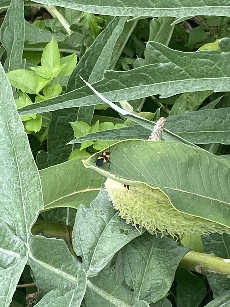 Large Milkweed Bug from Van Buren St, Chicago, IL, US on August 30 ...