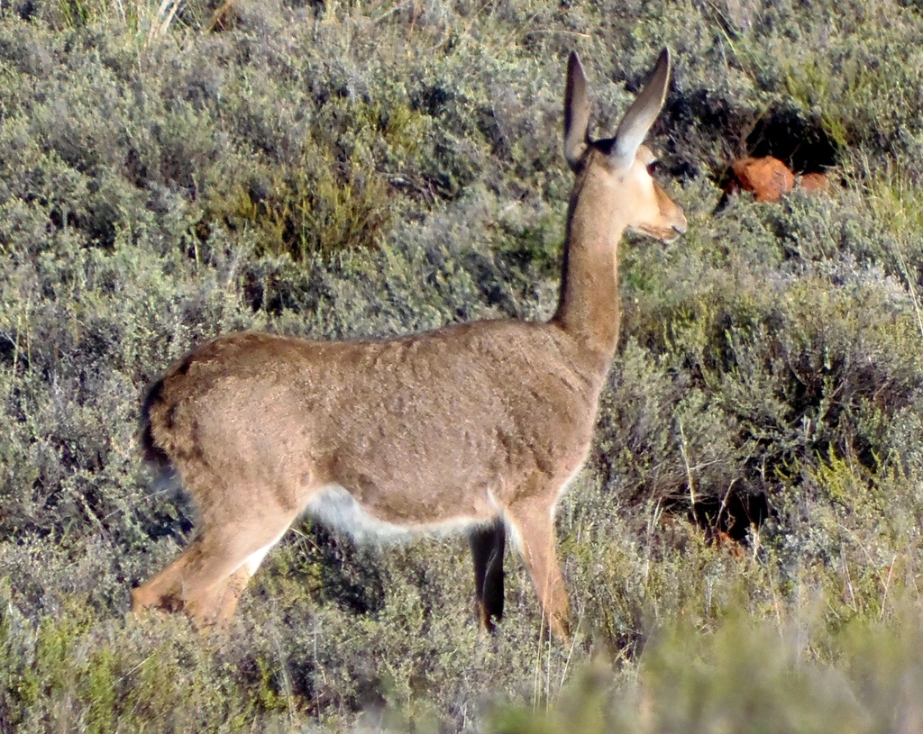 Grey Rhebok (Pelea capreolus) - Know Your Mammals