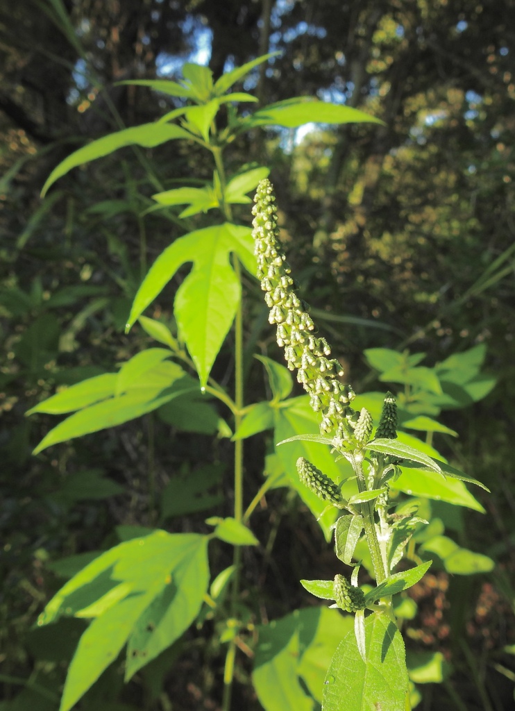 giant ragweed from Bastrop County, TX, USA on August 29, 2024 at 07:38 ...