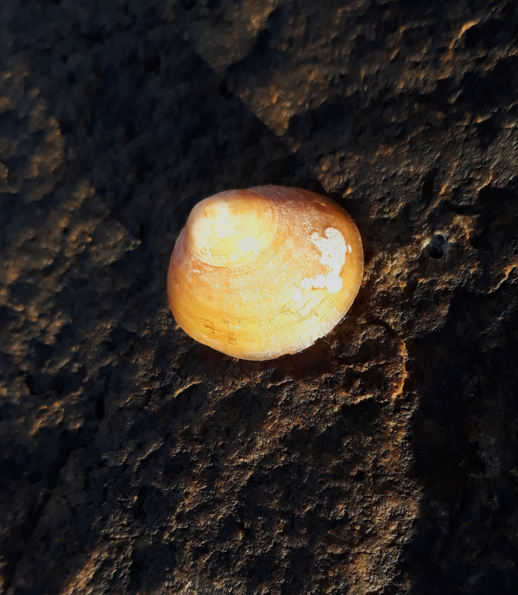 Scurria scurra (Lesson, 1831)