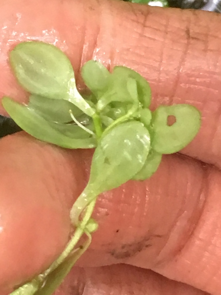 Pond water-starwort (ADIRONDACK RESEARCH GUIDEBOOK) · iNaturalist