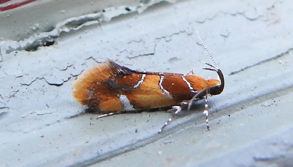Orange-headed Callima Moth from 20 Hitchcock Rd, Saxtons River, VT ...