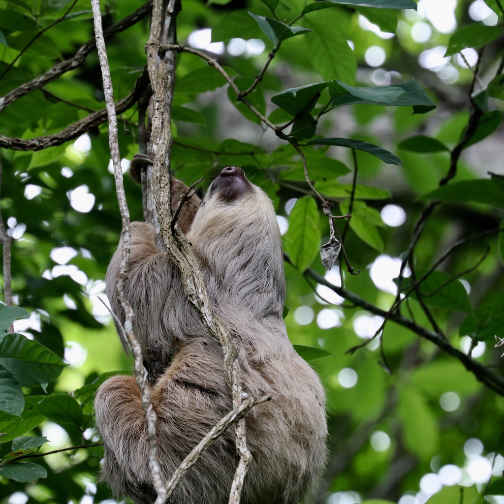 Hoffmann's Two-toed Sloth (Choloepus hoffmanni) - Know Your Mammals