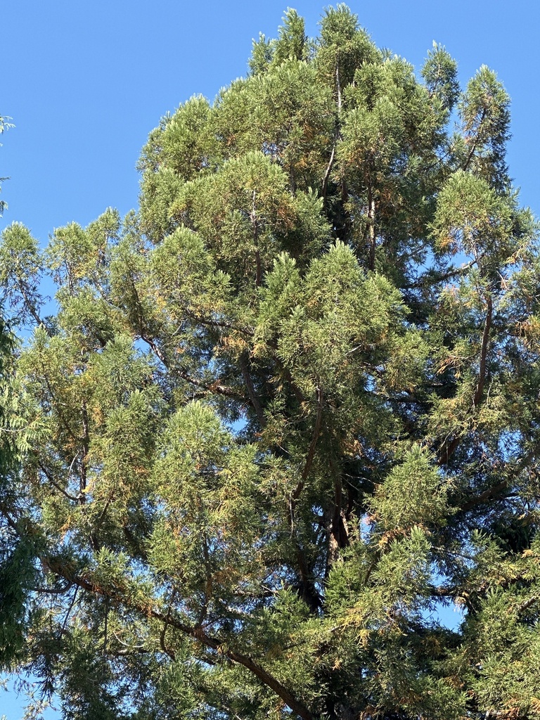 coast redwood from Shoreland Dr S, Seattle, WA, US on August 30, 2024 ...