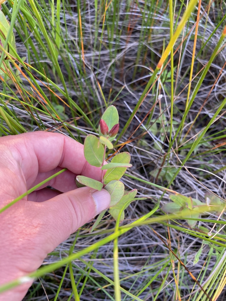 Fraser's marsh St. John's-wort from Bruce County, ON, Canada on August ...
