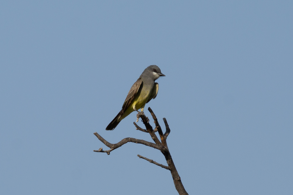 Tirano Chibiú desde Mina, N.L., México el 19 de mayo de 2024 a las 08: ...