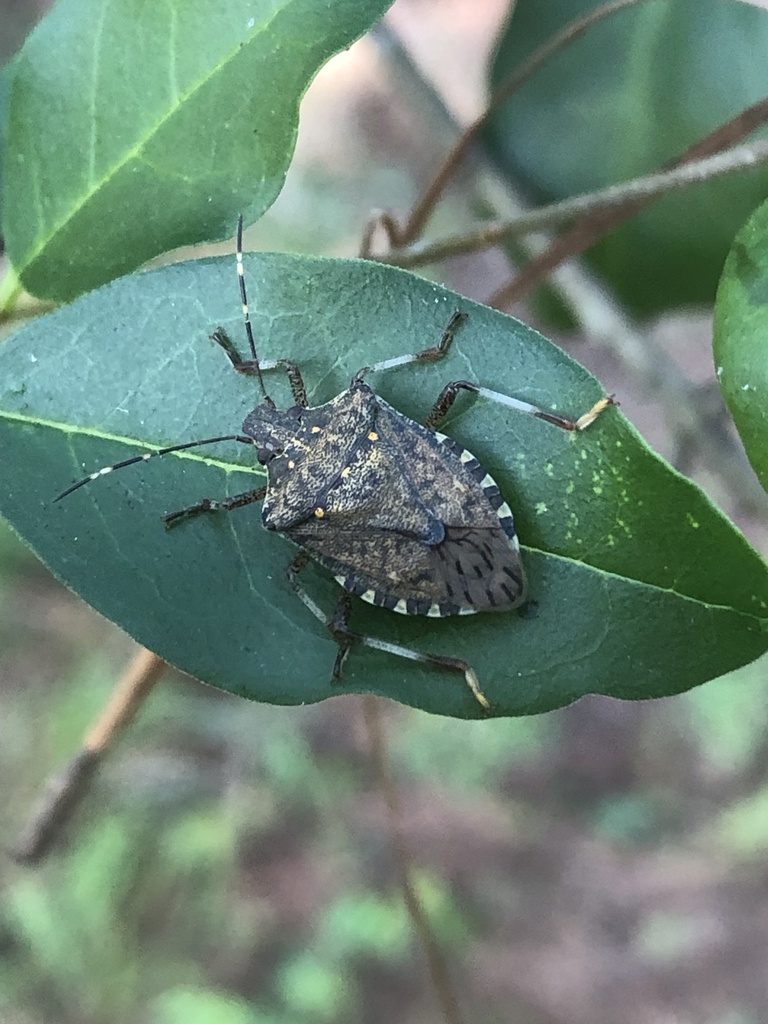 Brown Marmorated Stink Bug from Coral Ridge Ct, Palmetto, GA, US on ...