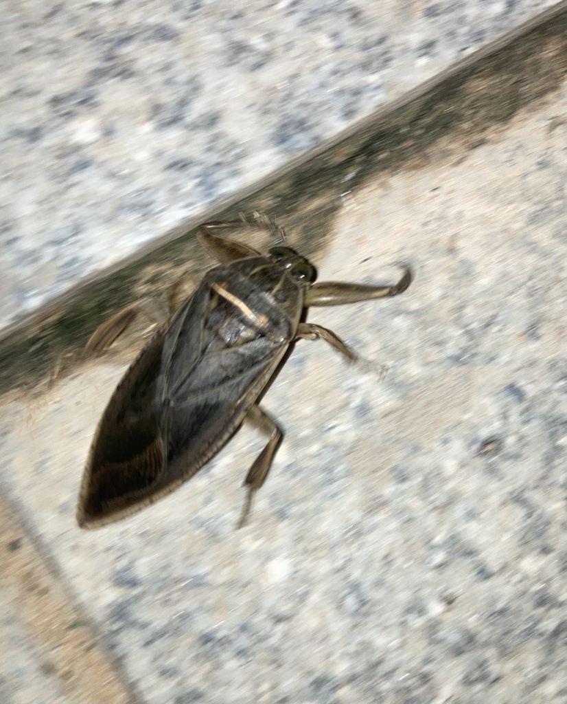 African Giant Water Bug from Rue 1011, Chari-Baguirmi, TD on August 30 ...