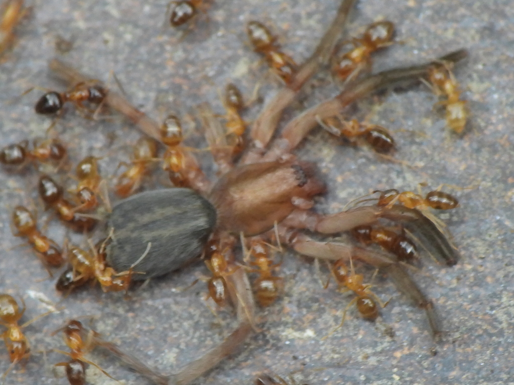 Teminius affinis from Alamo Heights, San Antonio, TX, USA on August 28 ...