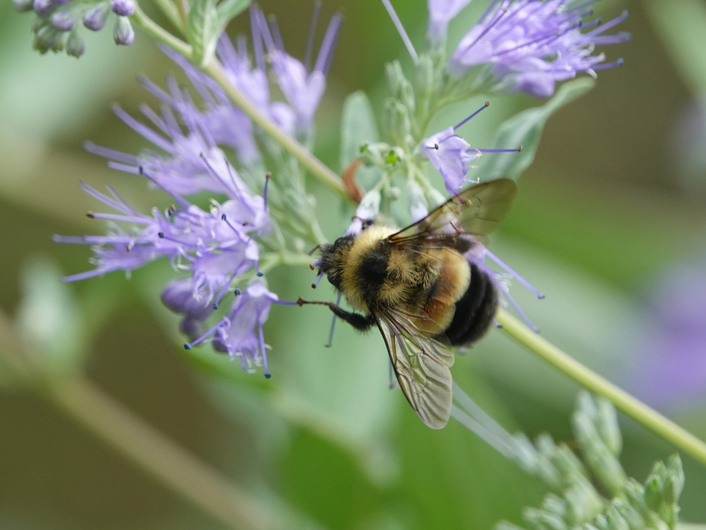 Rusty-patched Bumble Bee in August 2024 by beewilliams · iNaturalist