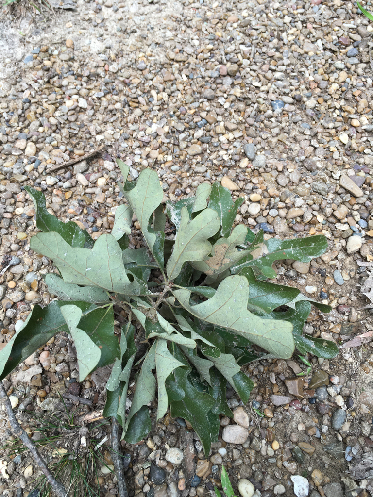 Bottomland Post Oak from Poverty Point National Monument, Pioneer, LA ...