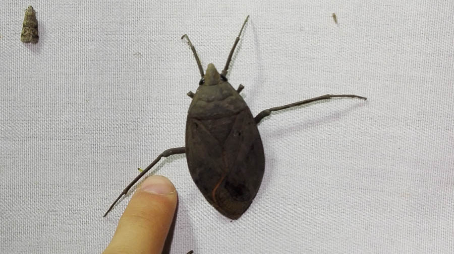 Fieber's Giant Waterbug from 5FMW+F9J Gorongosa National Park, Goinha ...