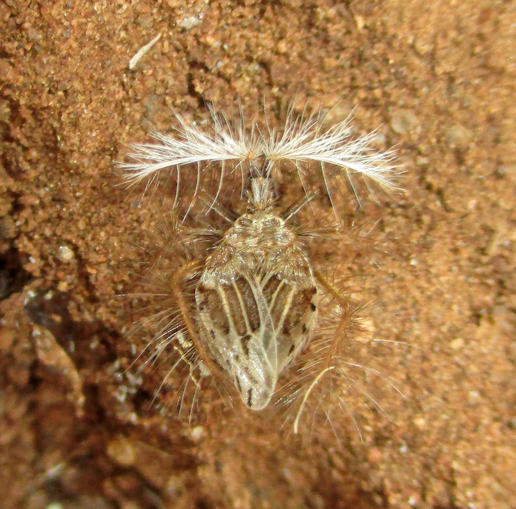 Holoptiloides from Serowe Botswana on August 30, 2024 by Botswanabugs ...