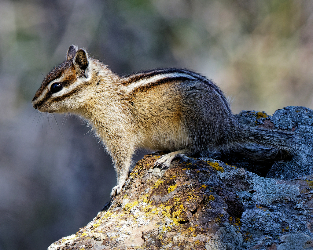 Least Chipmunk from Spokane County, WA, USA on April 22, 2022 at 09:50 ...