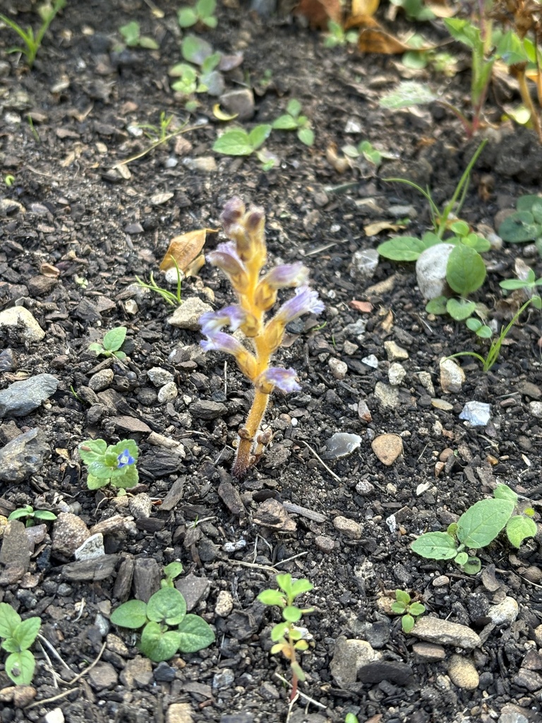 hemp broomrape from Oxford Botanic Garden, Oxford, England, GB on ...