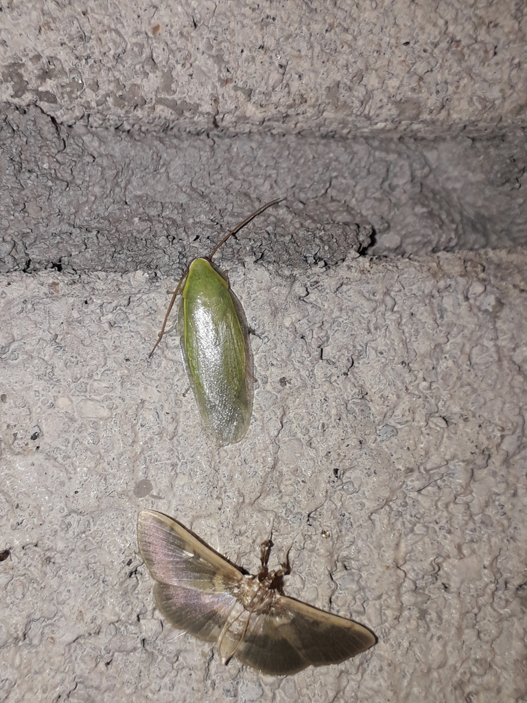 Banana Cockroach from Santa María Tonameca, Oax., México on June 19 ...