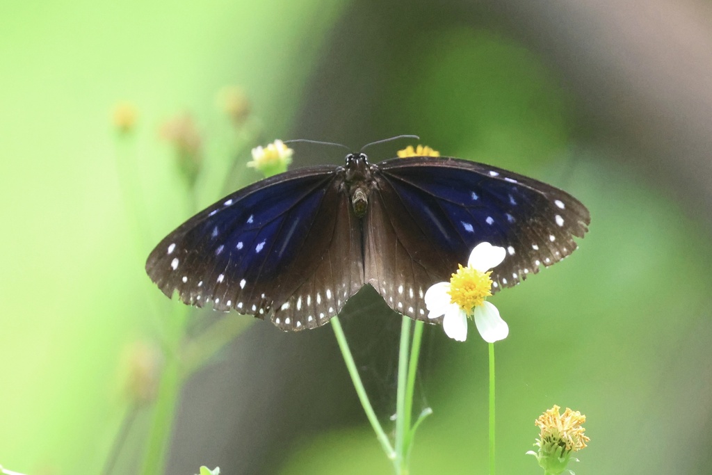 Blue-spotted Crow Butterfly from 丰泽区, 泉州市, 福建省, CN on August 5, 2024 at ...