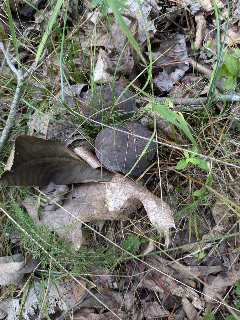 Black Velvet Bolete from Manns Choice, PA 15550, USA on August 30, 2024 ...