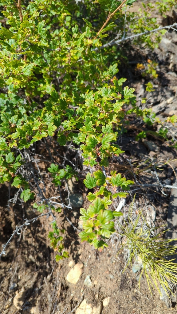 Canadian gooseberry from Yukon, CA-YT, CA on August 17, 2024 at 04:33 ...
