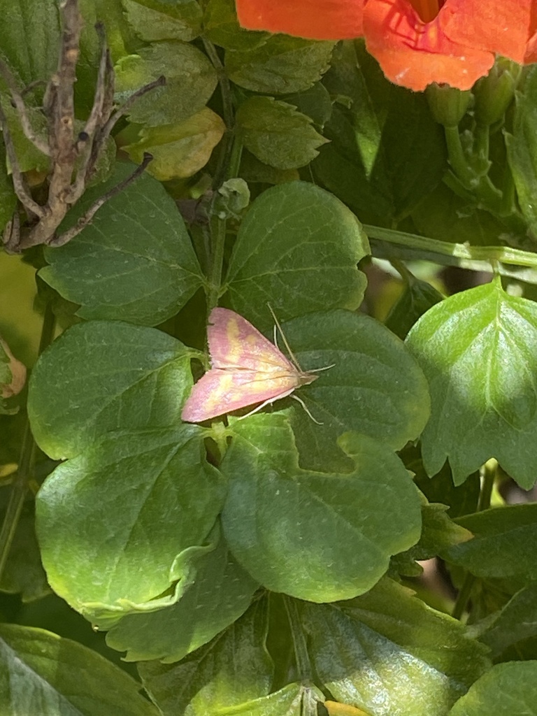Southern Purple Mint Moth from Mohawk St, Bakersfield, CA, US on August ...