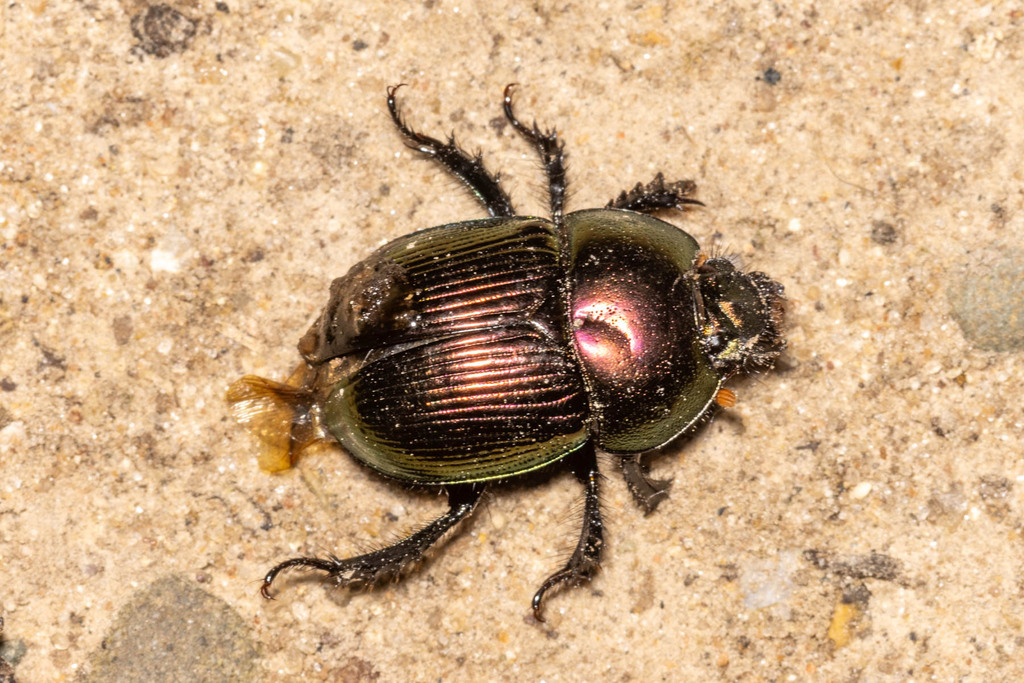 Splendid Earth-boring Beetle from White River County Park, 6503 ...