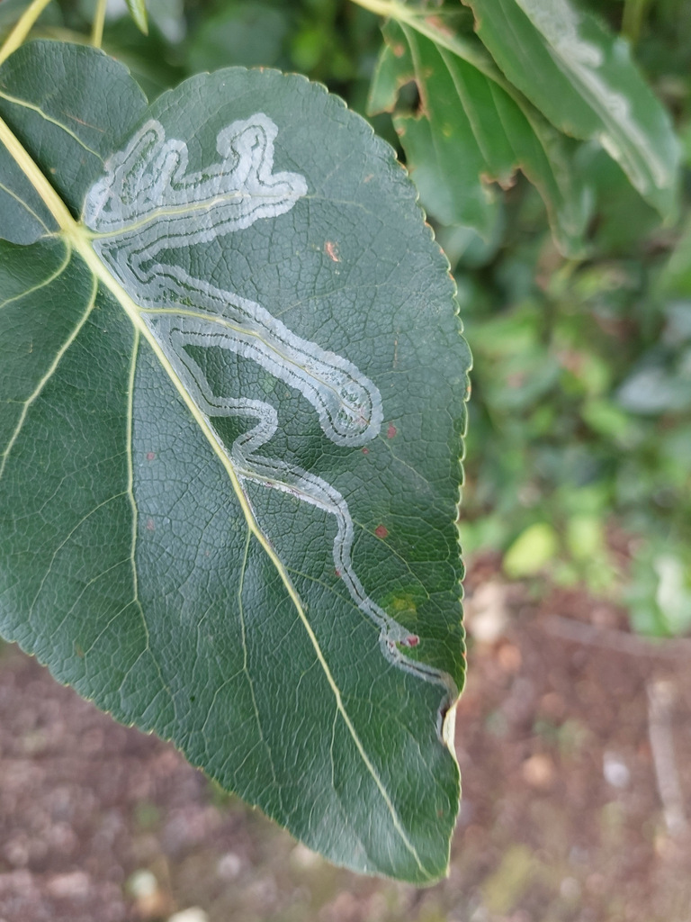 Aspen Serpentine Leafminer Moth from Fort Simpson, NT X0E, Canada on ...