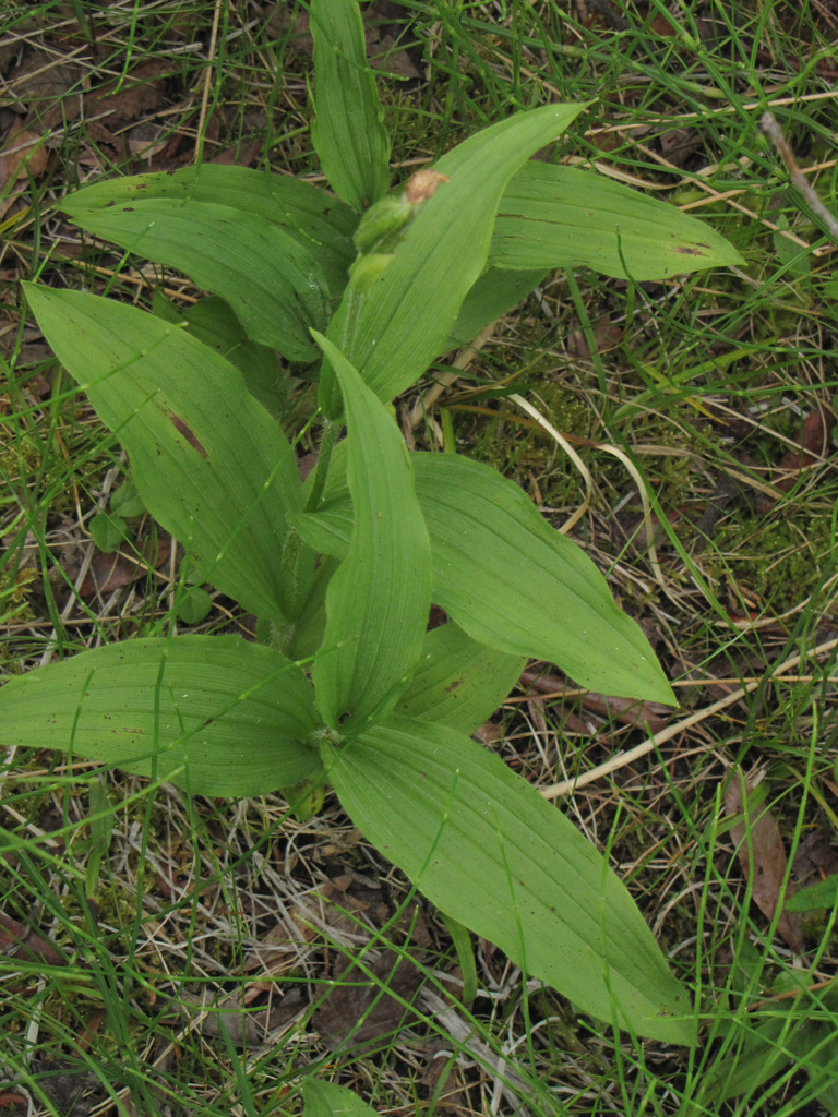 Hardy slipper orchids from Dehcho Region, NT X0E, Canada on July 29 ...