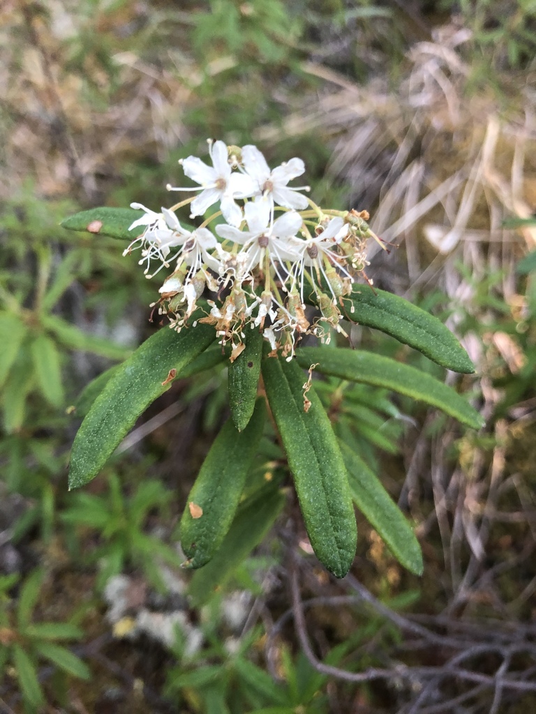 Bog Labrador Tea from Yukon, CA-YT, CA on June 20, 2019 at 11:04 AM by ...